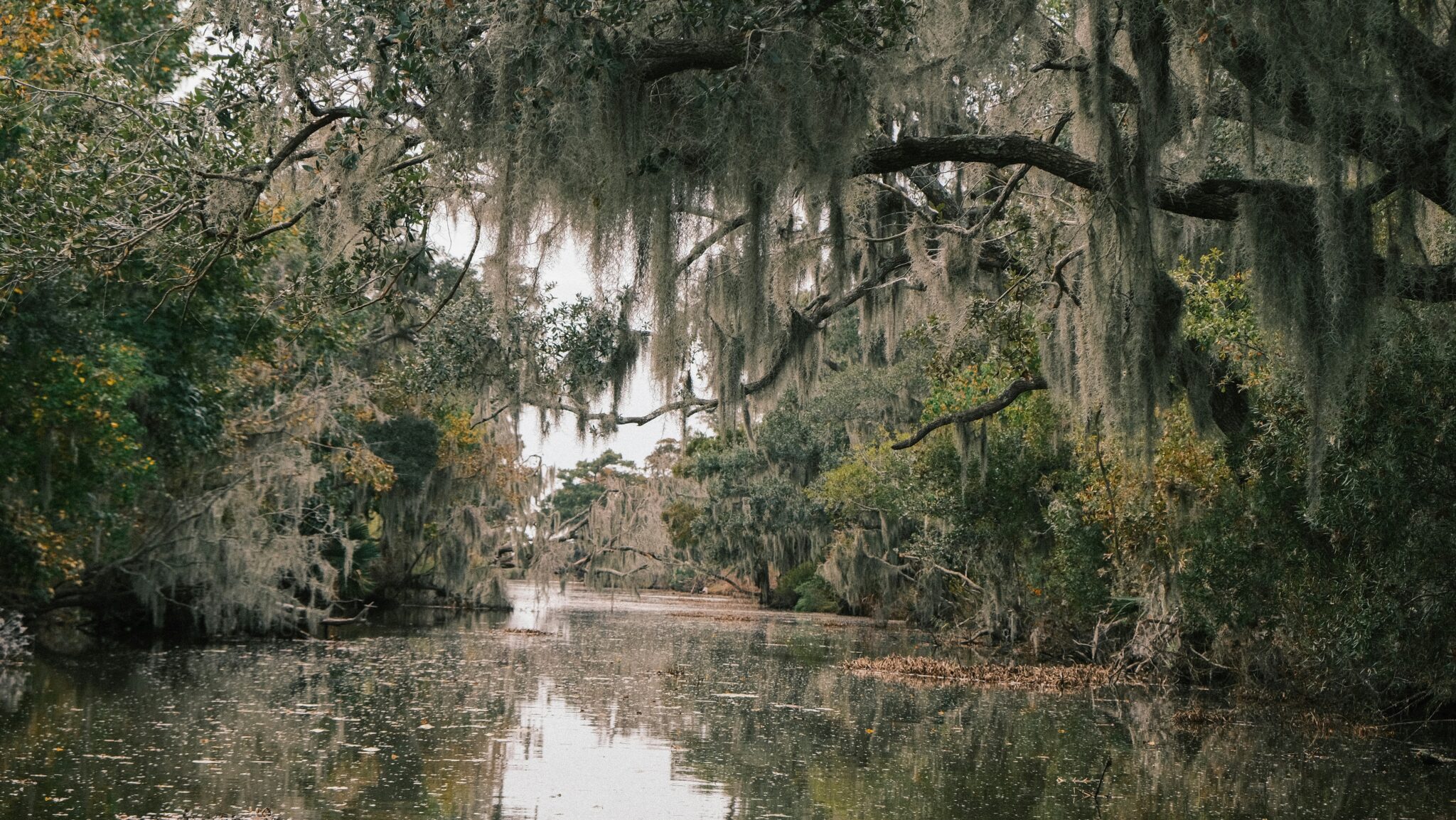 How Bayous Shaped Louisiana Cultures - Bayou Adventure
