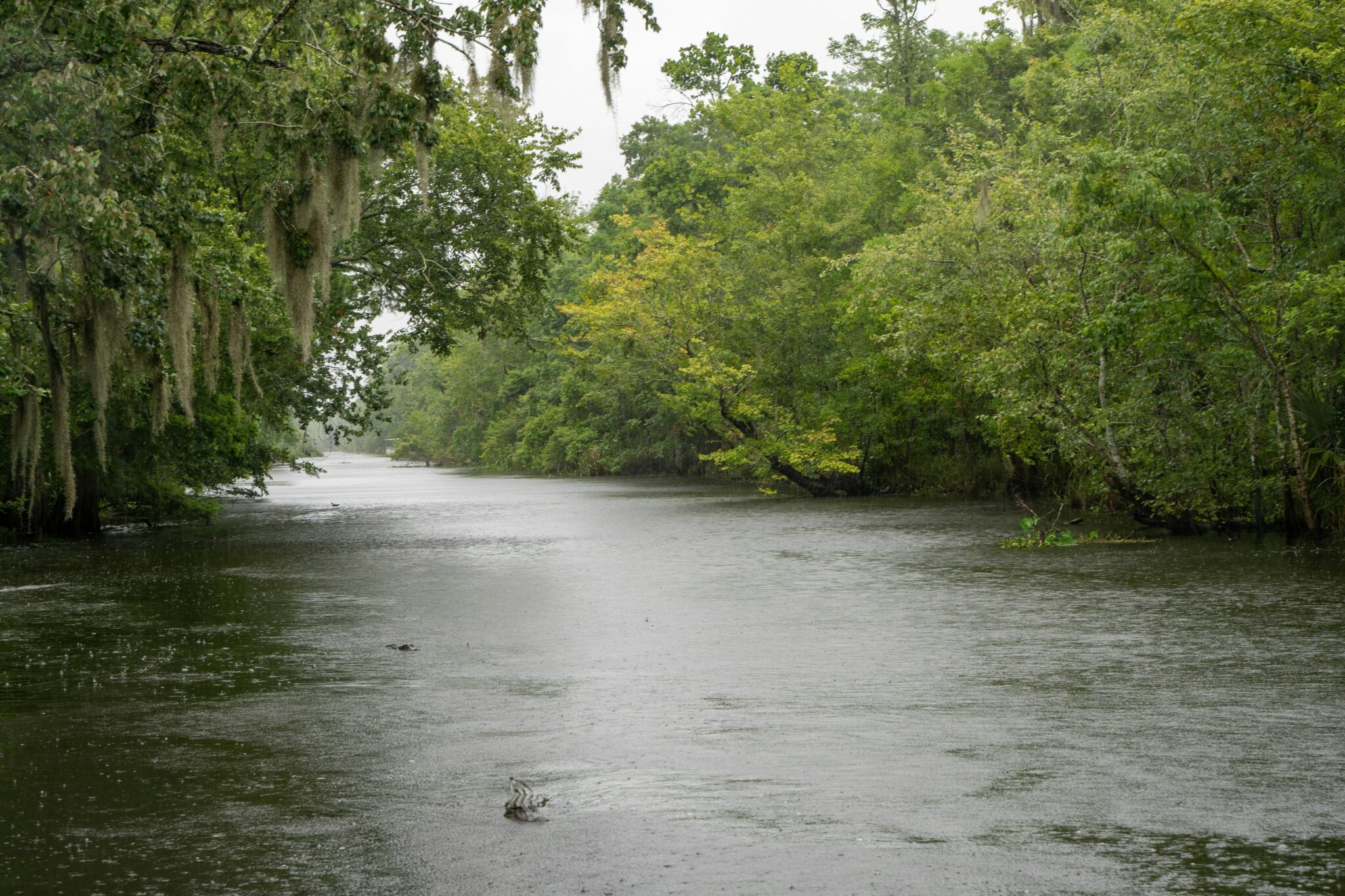 How Bayous Shaped Louisiana Cultures - Bayou Adventure
